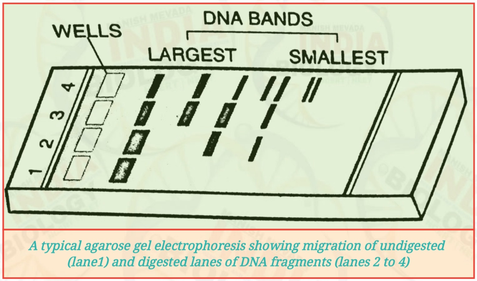 Gel Electrophoresis and Cloning Vectors | Biology | Manish Mevada