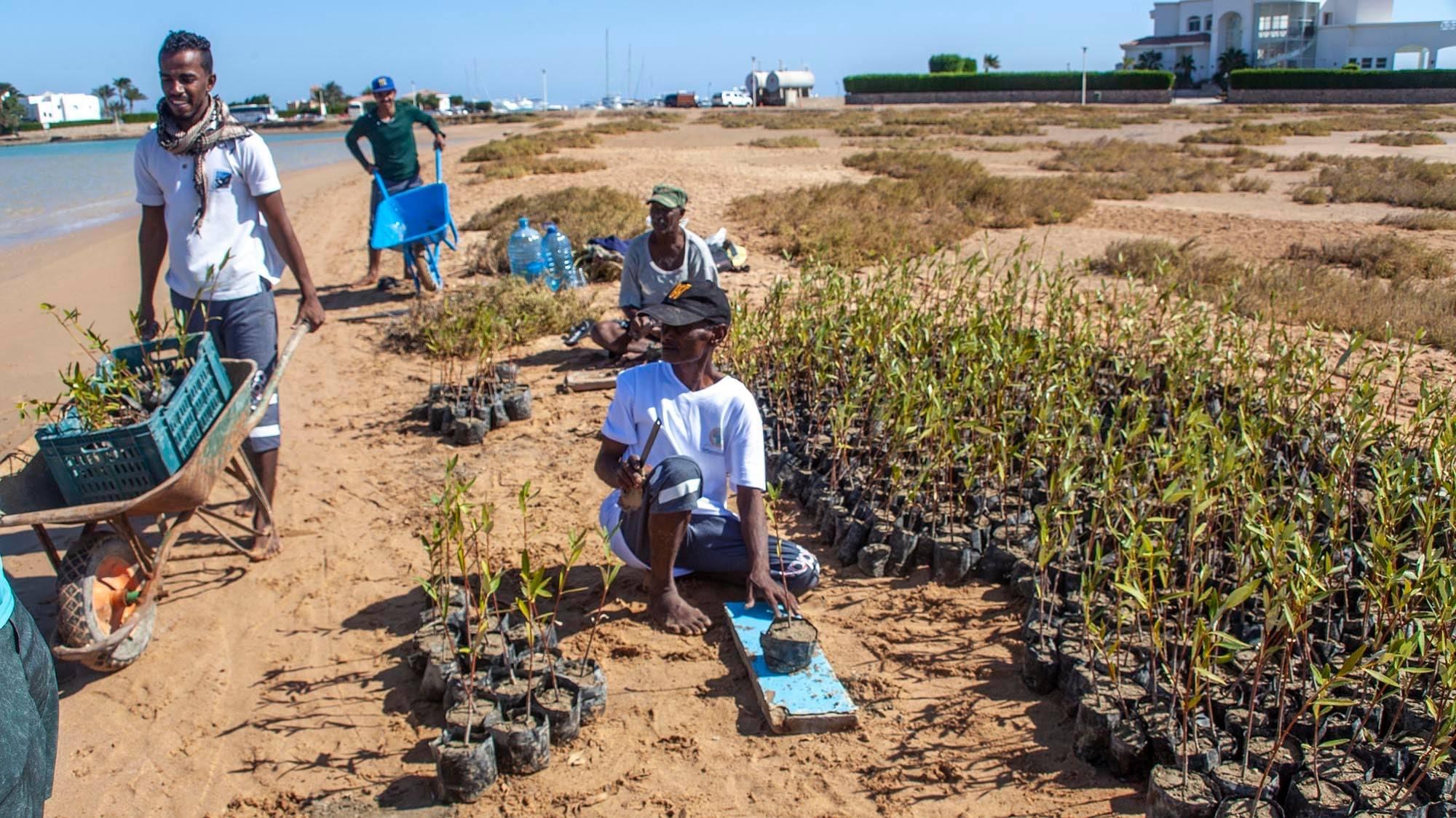 Mangrove Réhabilitation Project is Initiated