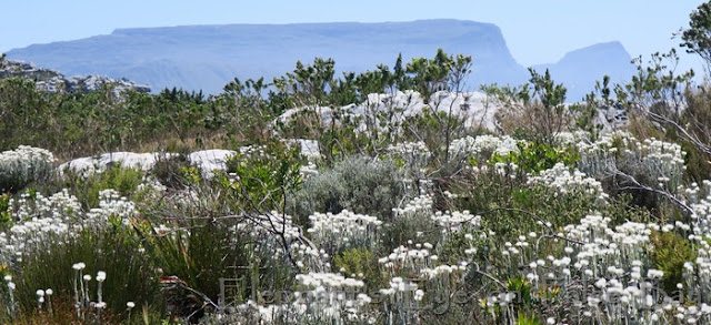 Silvermine flowers and India Venster