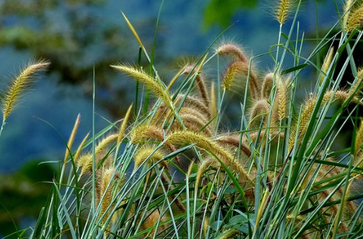 Manfaat Akar Alang - Alang Untuk Kesehatan serta Cara Pengolahannya ...