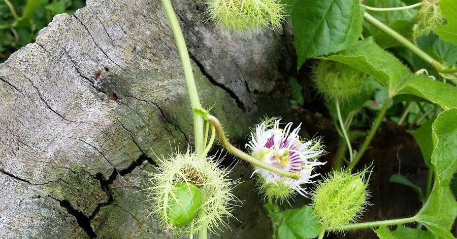 Crotons World: Kenali Perbezaan Pokok Letup-Letup Bulu dan Pokok Letup ...