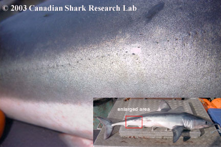 Why Sharks Are AWESOME! - Science in the City