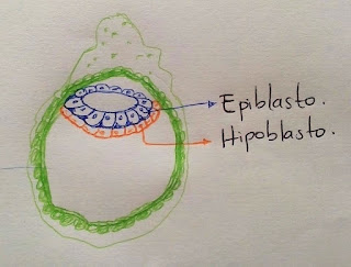 EMBRIOLOGIA : 03/04/17