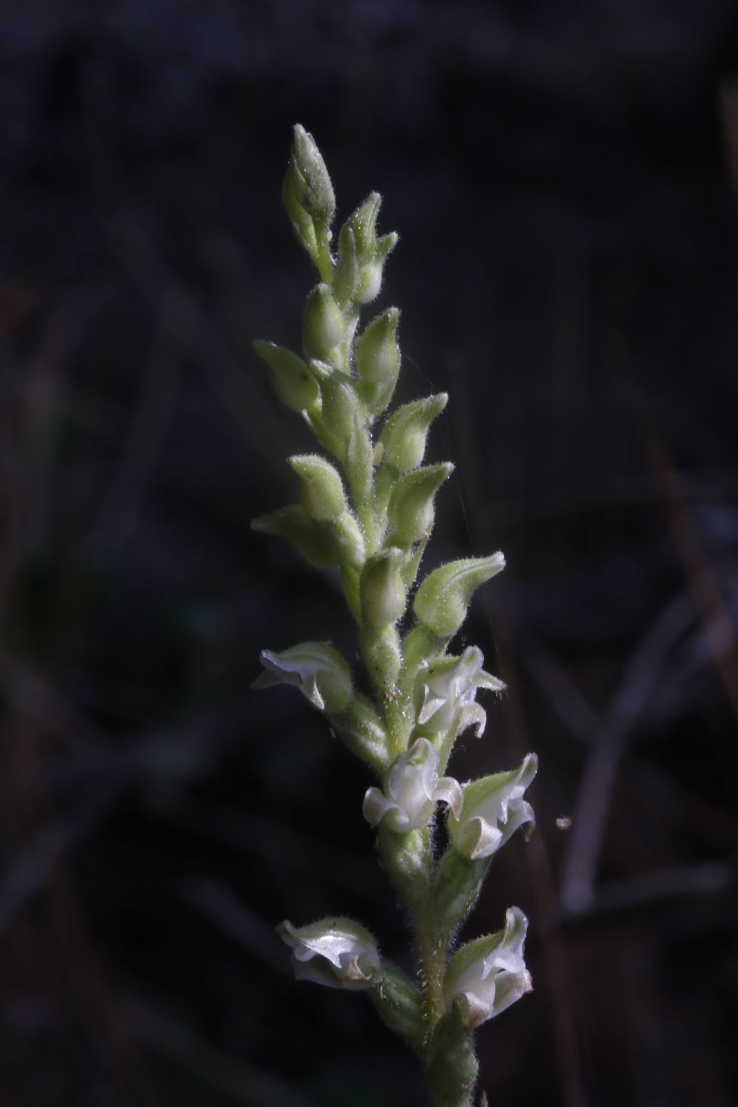 Native Orchids of the Pacific Northwest and the Canadian Rockies (and ...