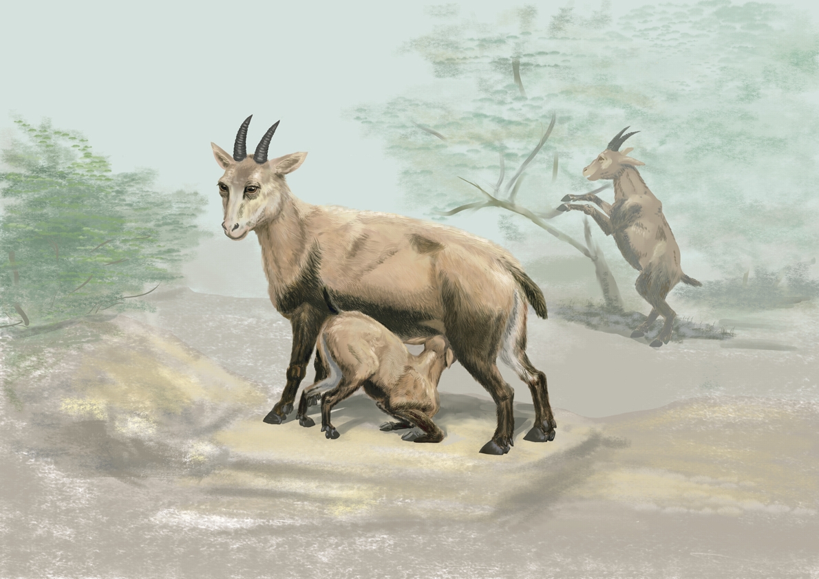 ROTERS: MYOTRAGUS BALEARICUS