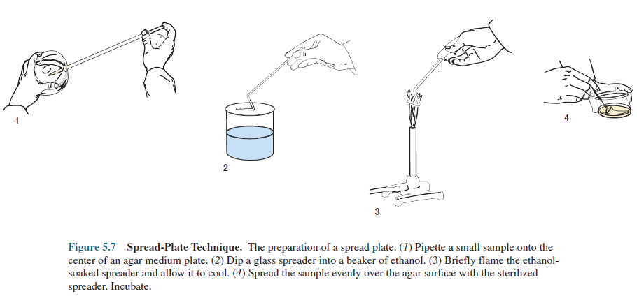 Microbiology Notes: Microbial Nutrition