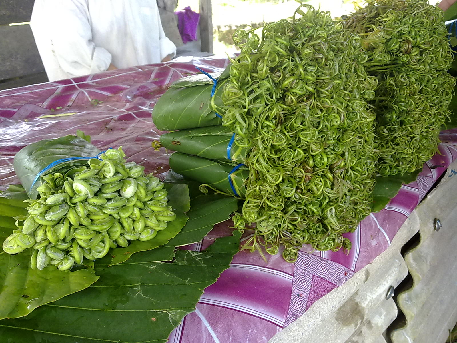 Memaknakan kehidupan dengan banyak memberi...: Midin vs paku uban