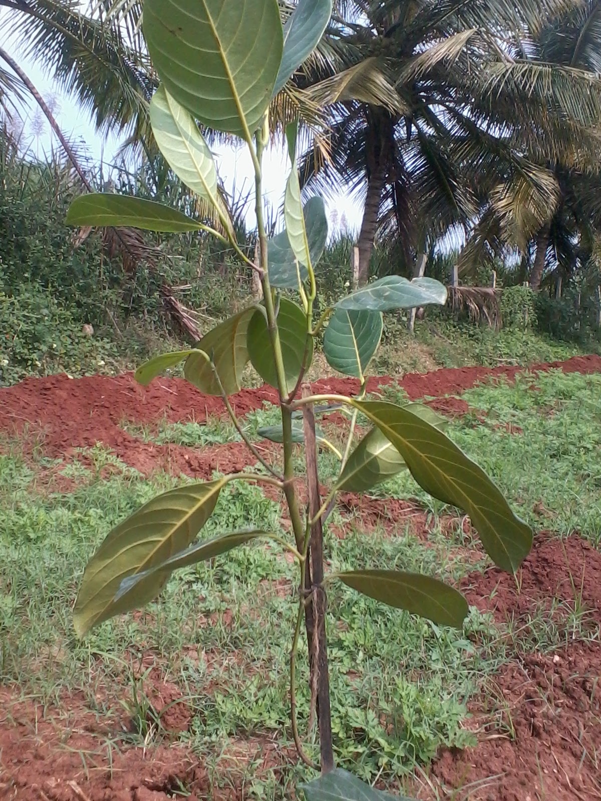 Panchavati Organic Farm: Week of Dec 3 - Dec 4