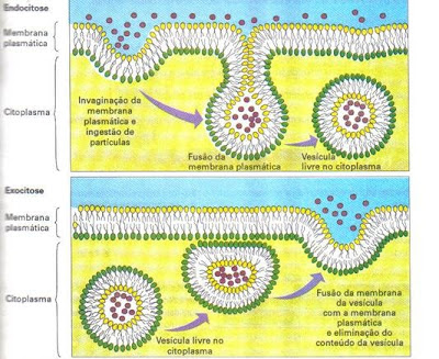 MINHALOGIA: Transporte de Macromoléculas