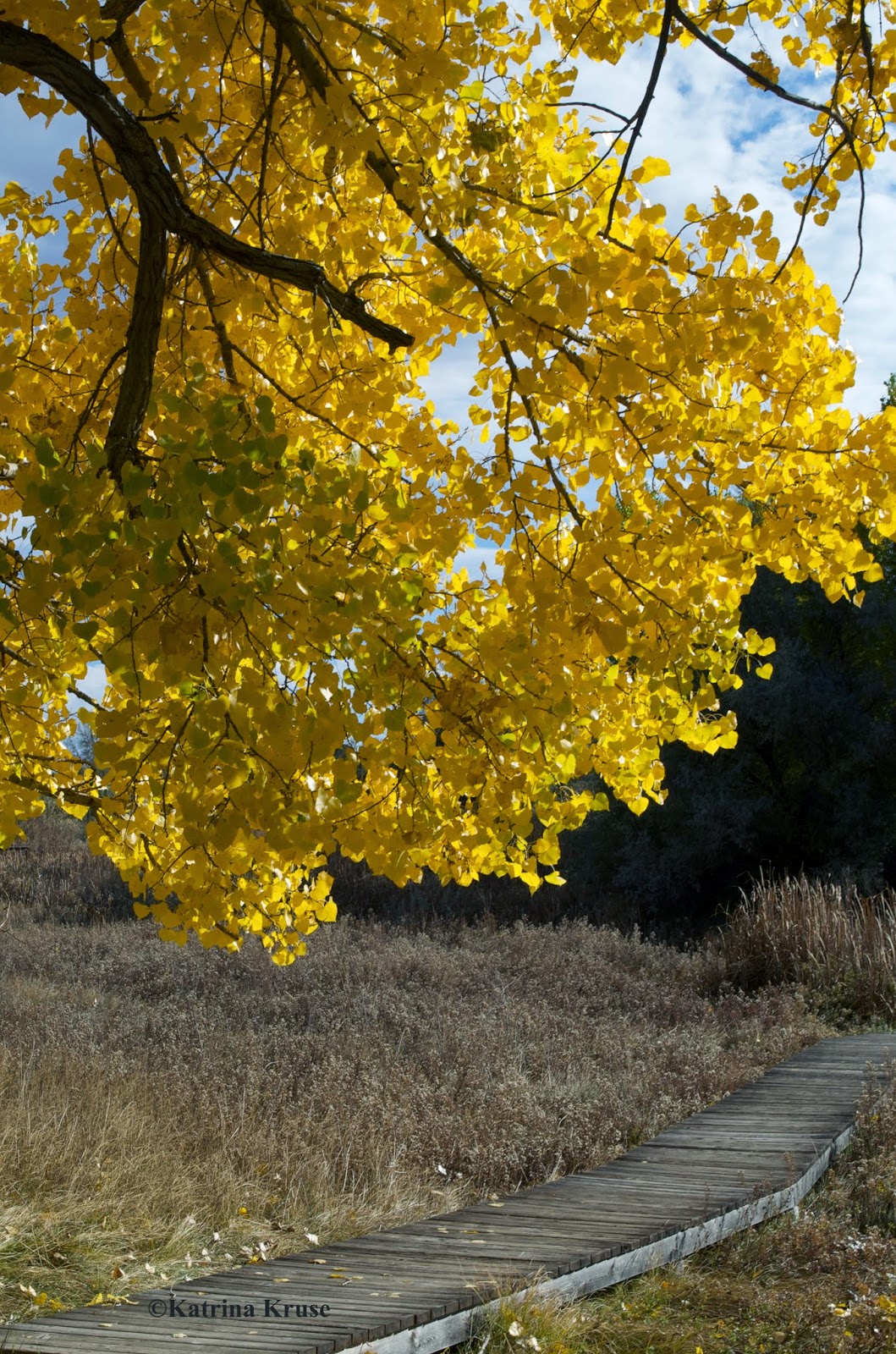The Kruse Chronicles Continue in Cocoa, Florida: Fall Colors in New Mexico