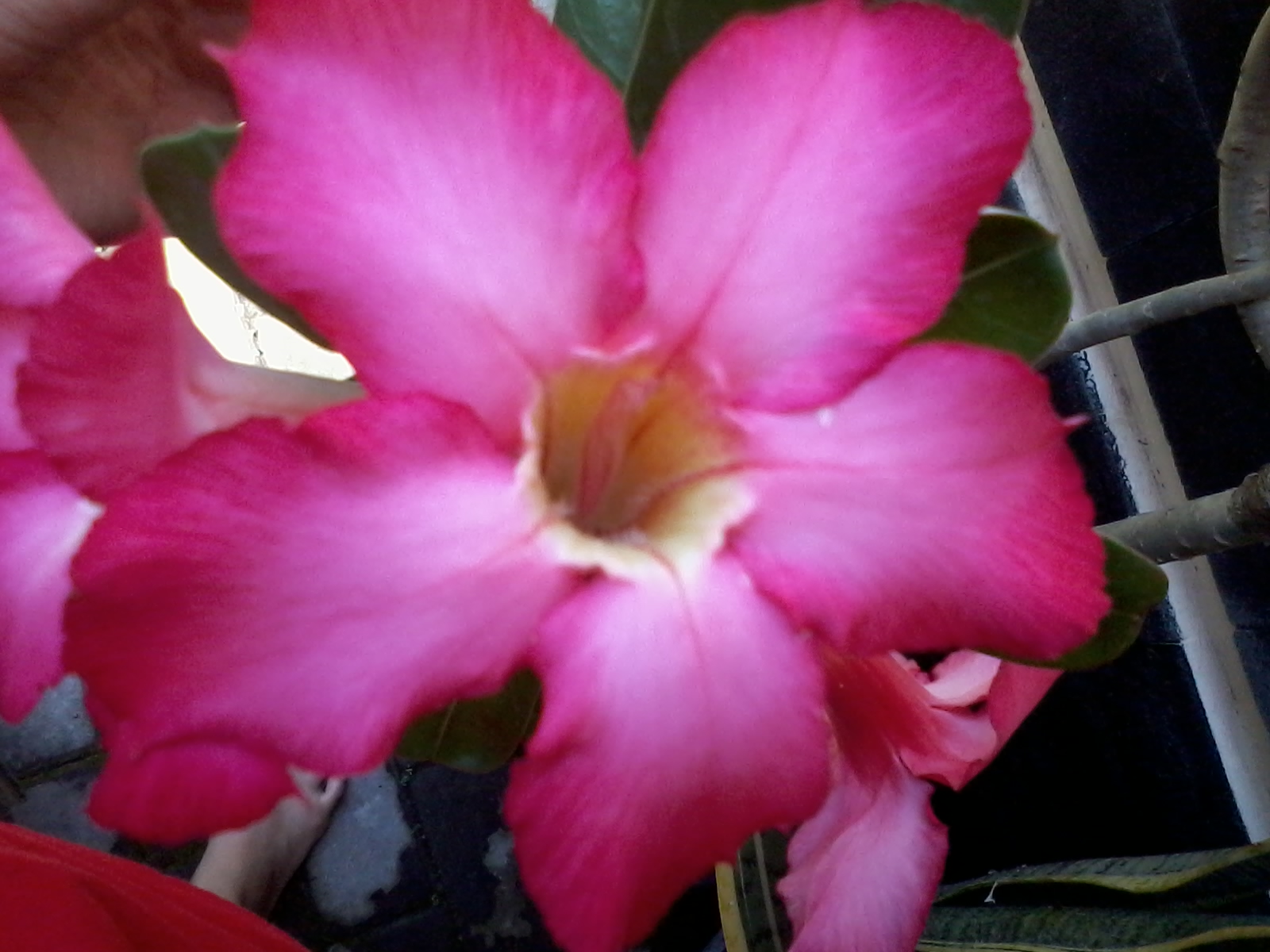 Baru 28+ Nama Latin Bunga Kertas