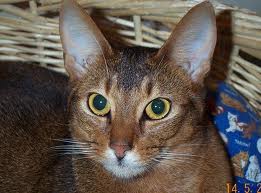 Encyclopedia of Cats Breed: Ruddy Abyssinian Cat | Tawny or Usual
