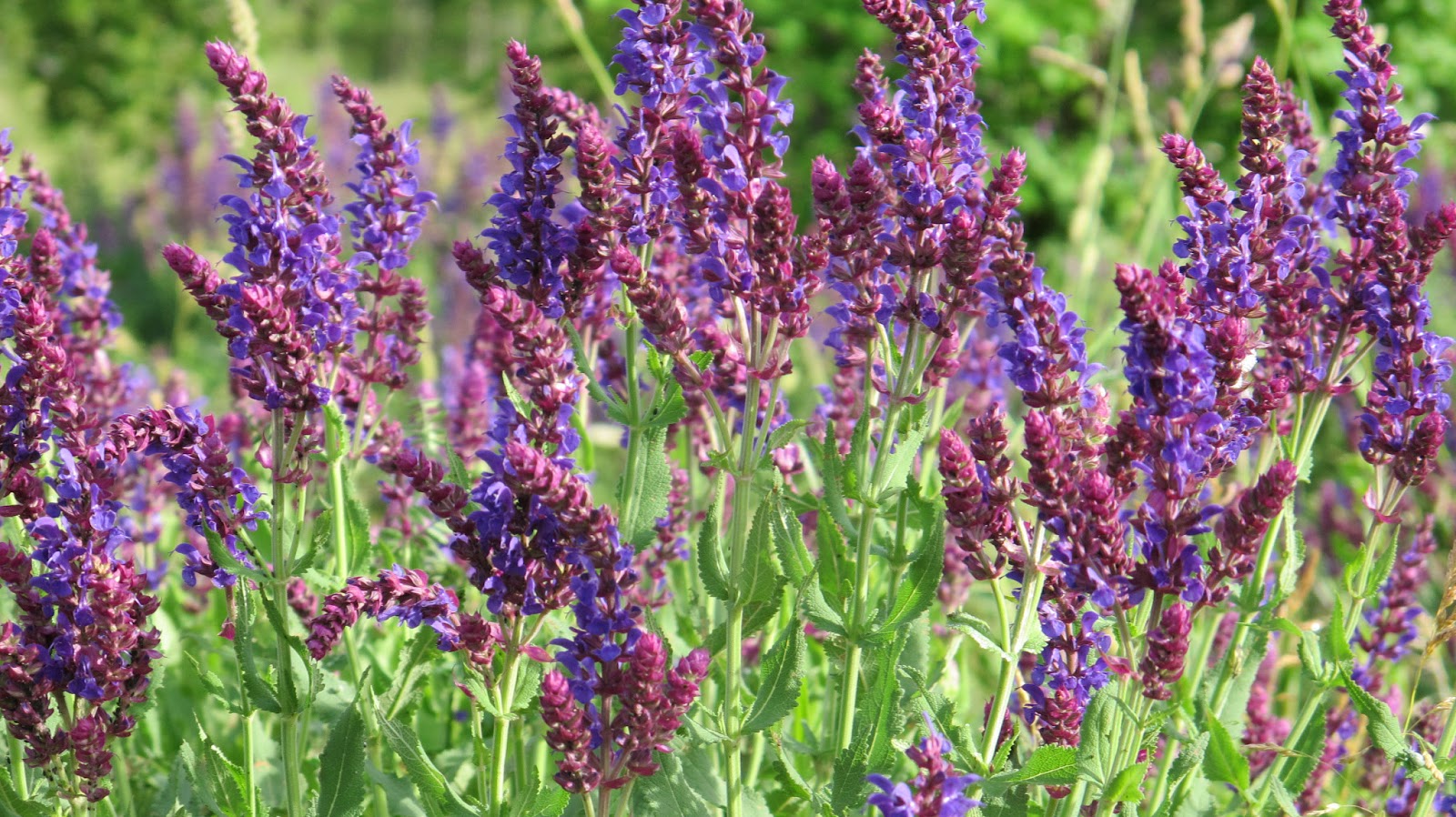 Floarea -bunica: A inflorit salvia salbatica