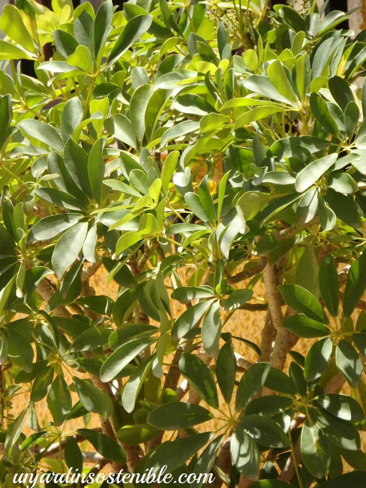 unjardinsostenible.com: Schefflera Arboricola variegata (Cheflera)