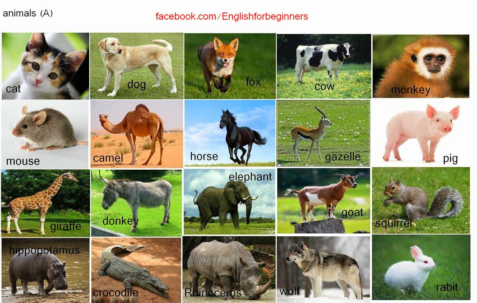 English For Beginners