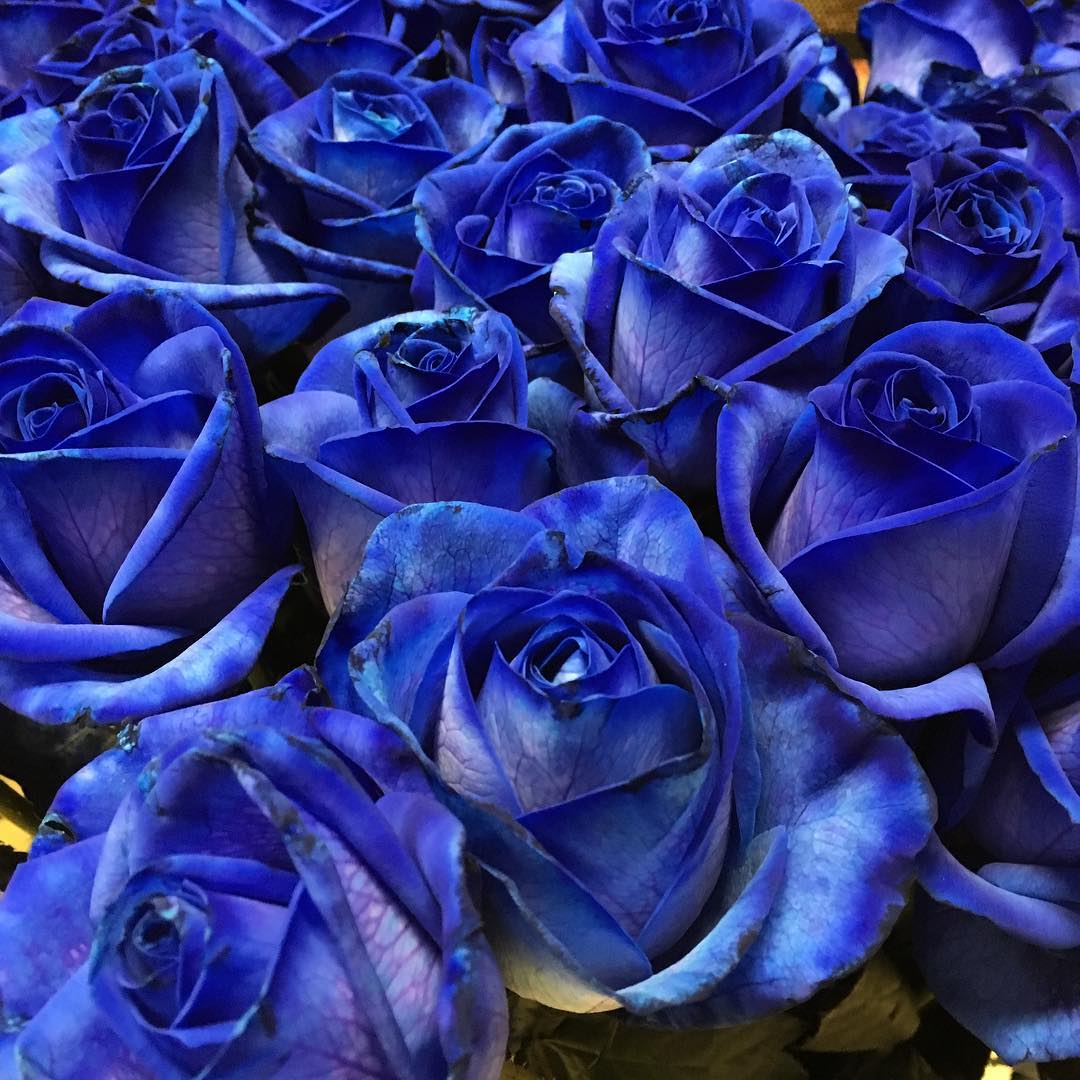 Blue Roses
