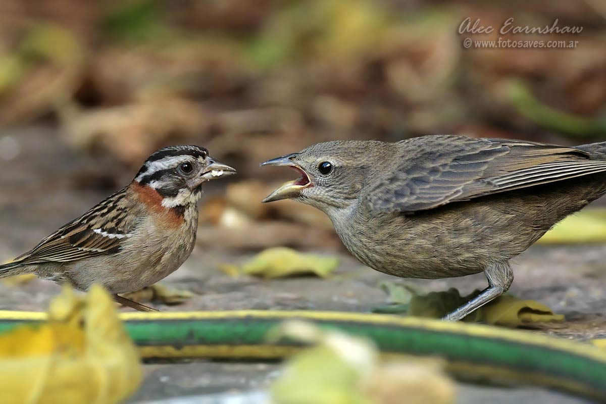 PÁJAROS ARGENTINOS: EL CHINGOLO