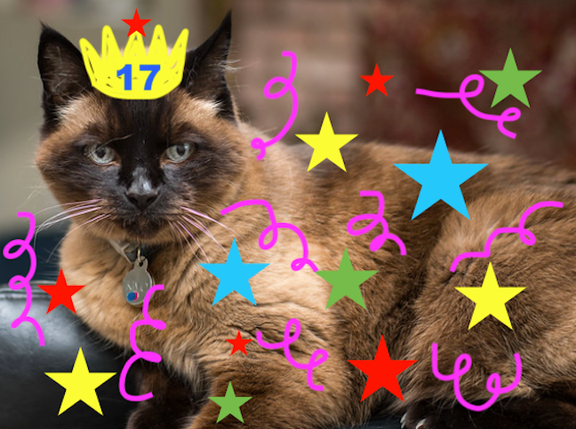 Cat Banter with Kimo & Sabi