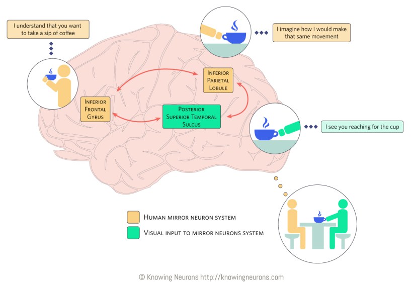Deans' stroke musings: Neuron See, Neuron Do: The Mirror Neuron System ...