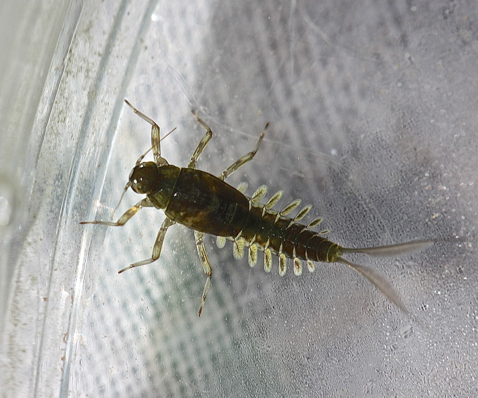 Aquatic Insects of Central Virginia: EPT Species List for Central ...