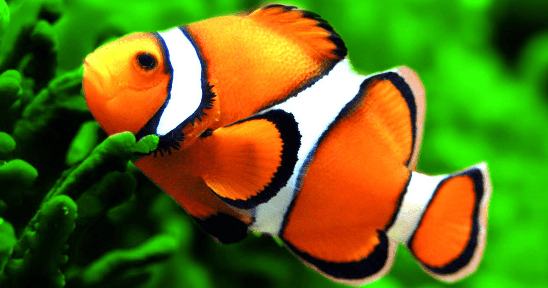 KWU Kelas XI Budidaya Pembenihan Ikan Hias Bagian Akhir