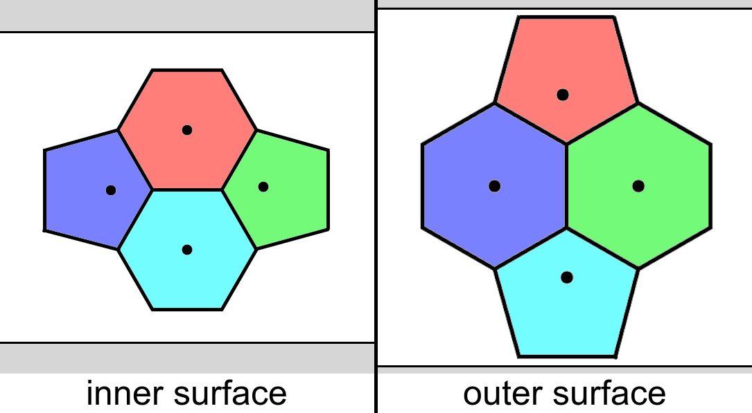 What the Hell is a Scutoid??—a REAL Explanation