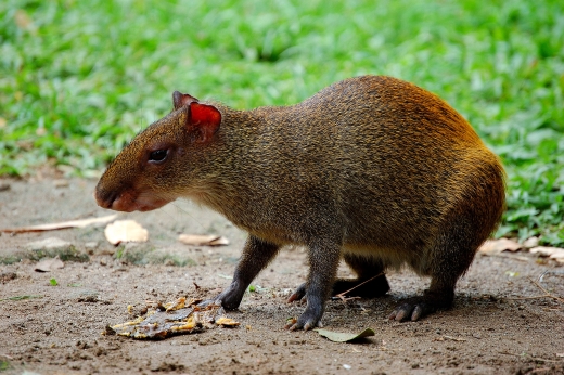 Un Ñeque en el Camino : RUNNING IN PANAMA