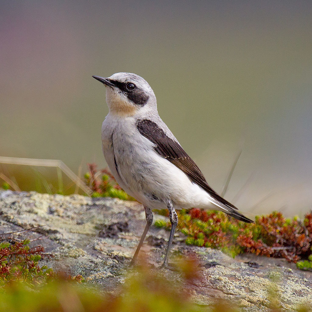NORTHERN WHEATEAR