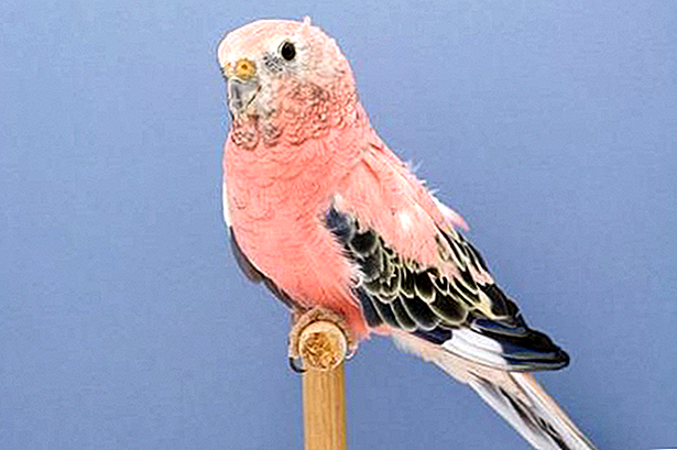 Criadero Kimbi: El periquito de Bourke, Cuidados y Sexado