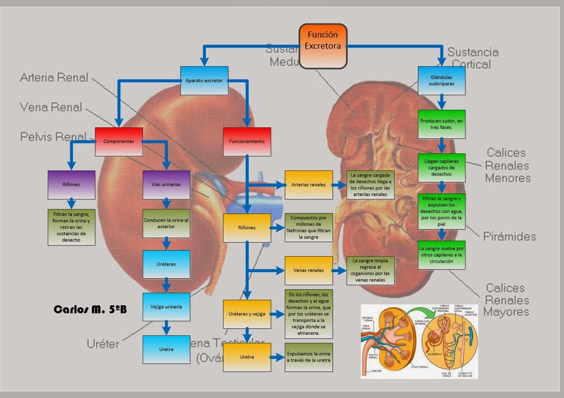 Profe Cheman tutor 6º E.P. y Maestro de Educación Física: Ejemplos de ...