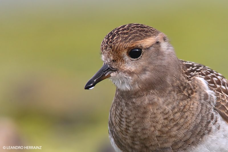 Ushuaia: Chorlito pecho canela (zonibyx modestus)