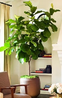 cvece za baste | dvoriste | sobe : fikus | benjamin | elastica | pumila ...