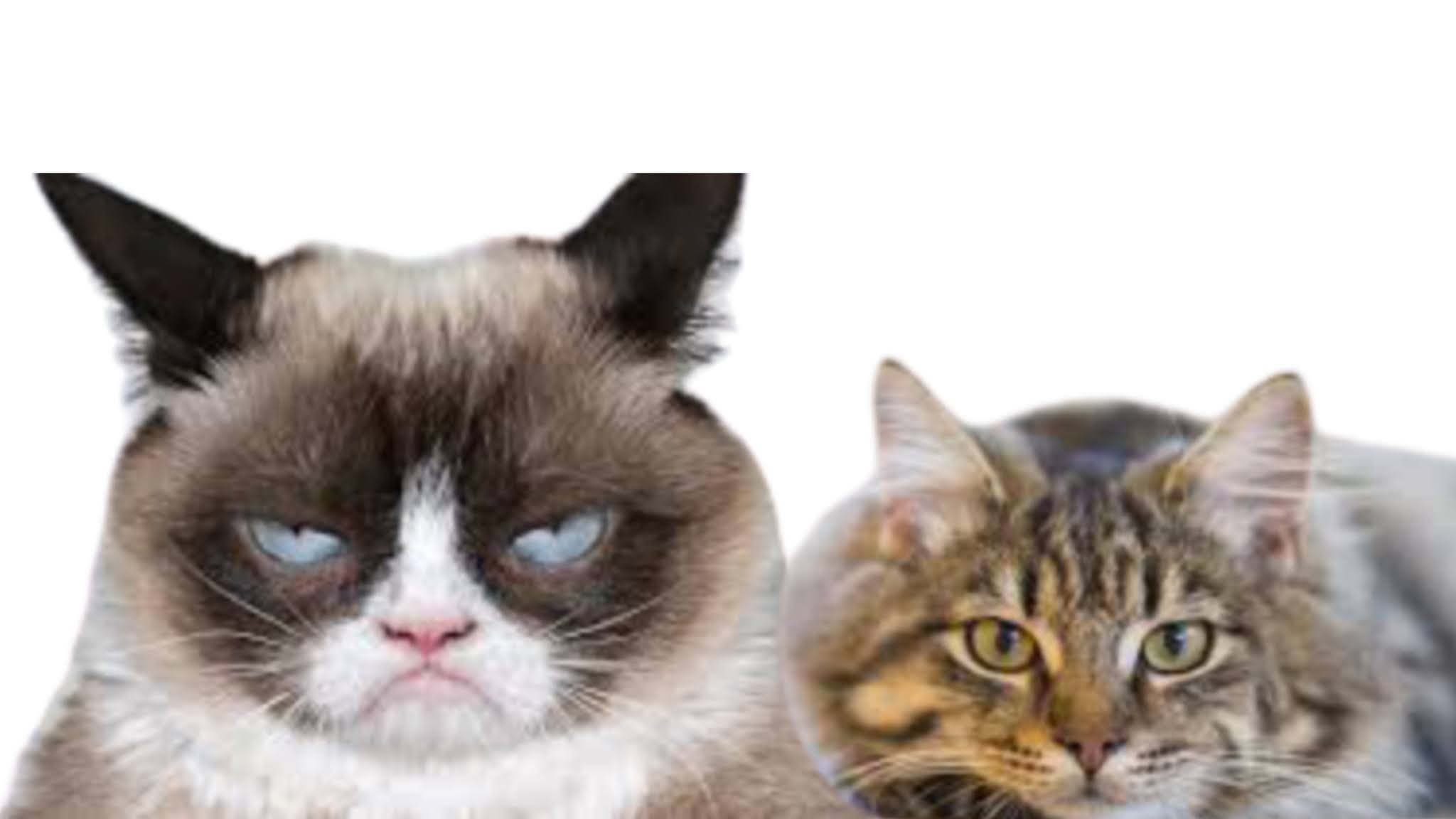 How To Teach A Cat To Recognize Its Name how-to-teach-a-cat-to-recognize-its-name