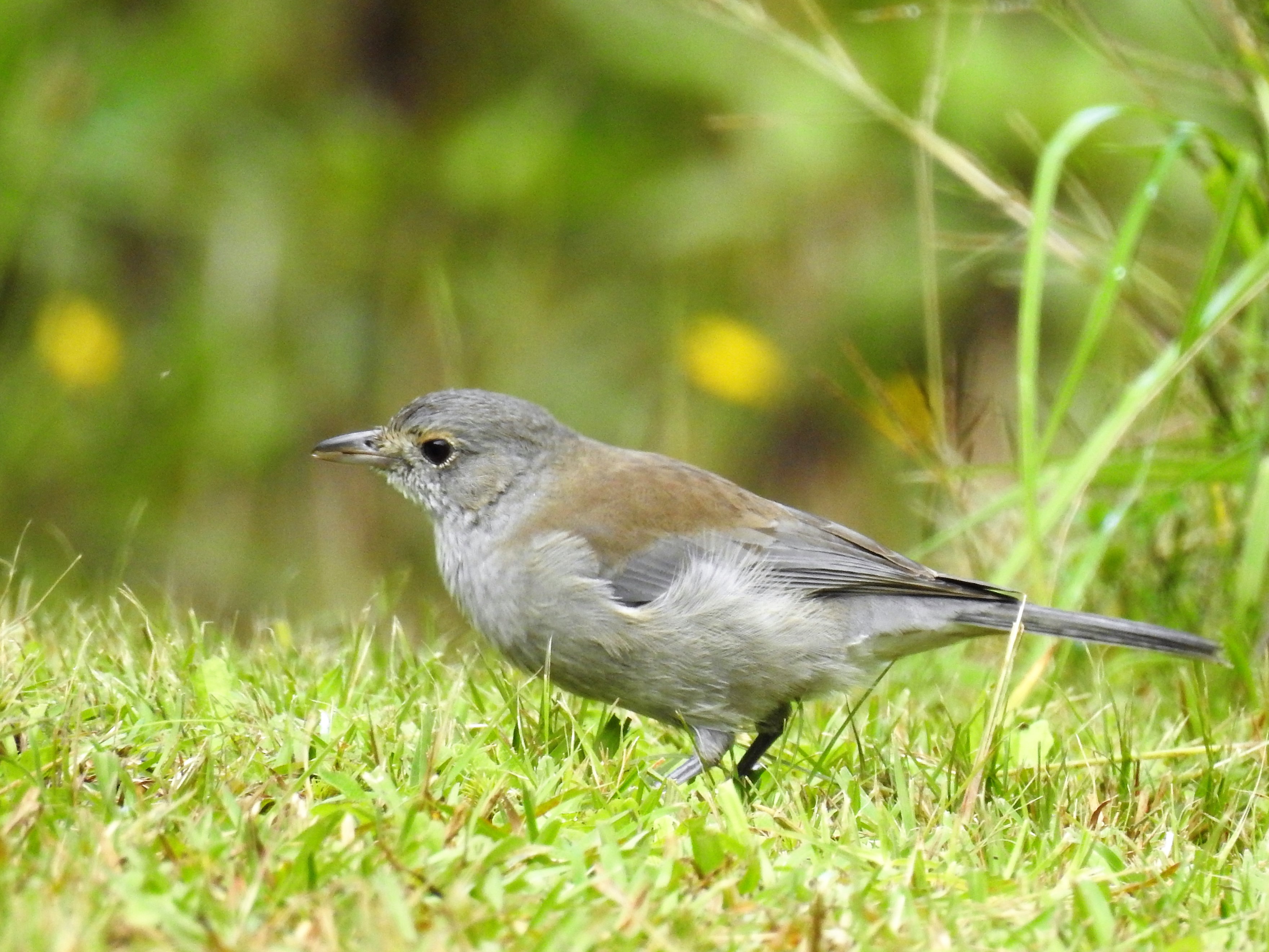 Birding - Tweed Heads - Australia: Tweed Bird List with Photos
