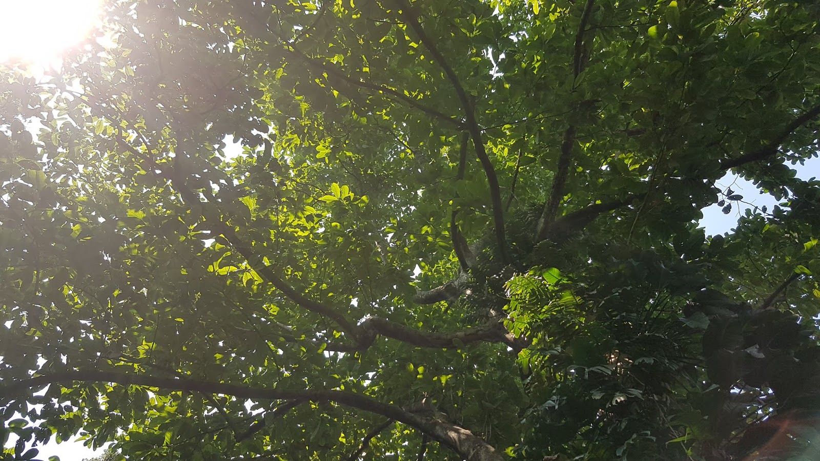 29+ Gambar Bunga Cempaka Hutan Kasar yang Banyak Dicari - Informasi ...