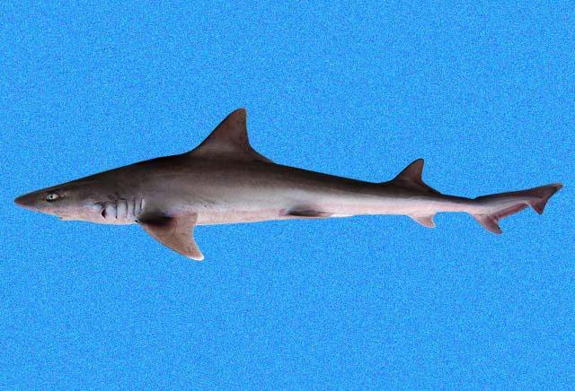 PLAAN : Tollo - Mustelus mento