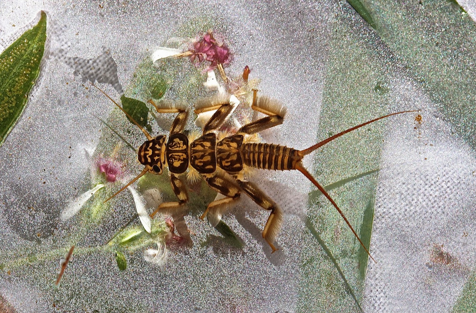 Aquatic Insects of Central Virginia: September 2013