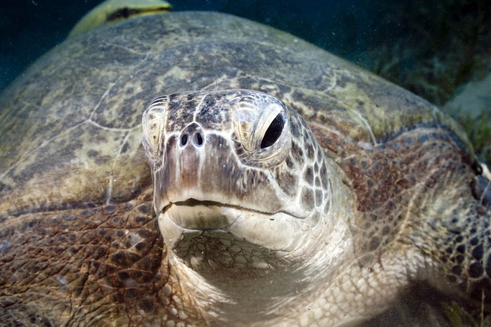 Sprigs of Rosemary: Here’s One Unusual Appetizer: Turtle Balls!