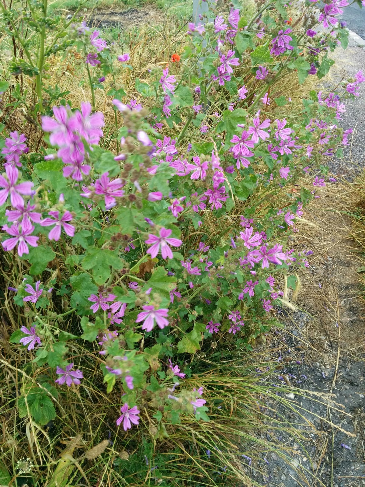 Wild Life: Common Mallow
