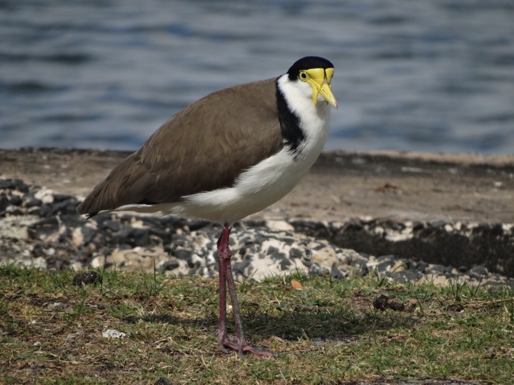 Snap Happy Birding: Masked Lapwing Plover