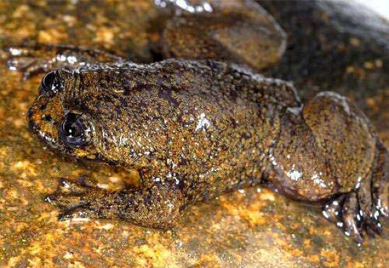Bornean Flat Headed Frog