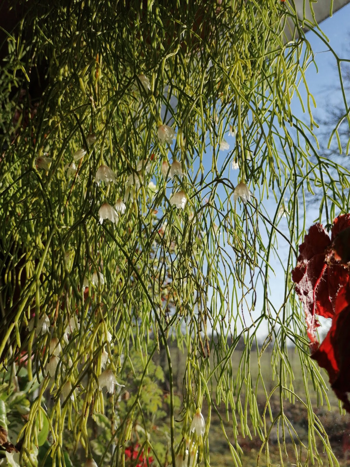 kaarnalill: Lõunapoolkera kevad