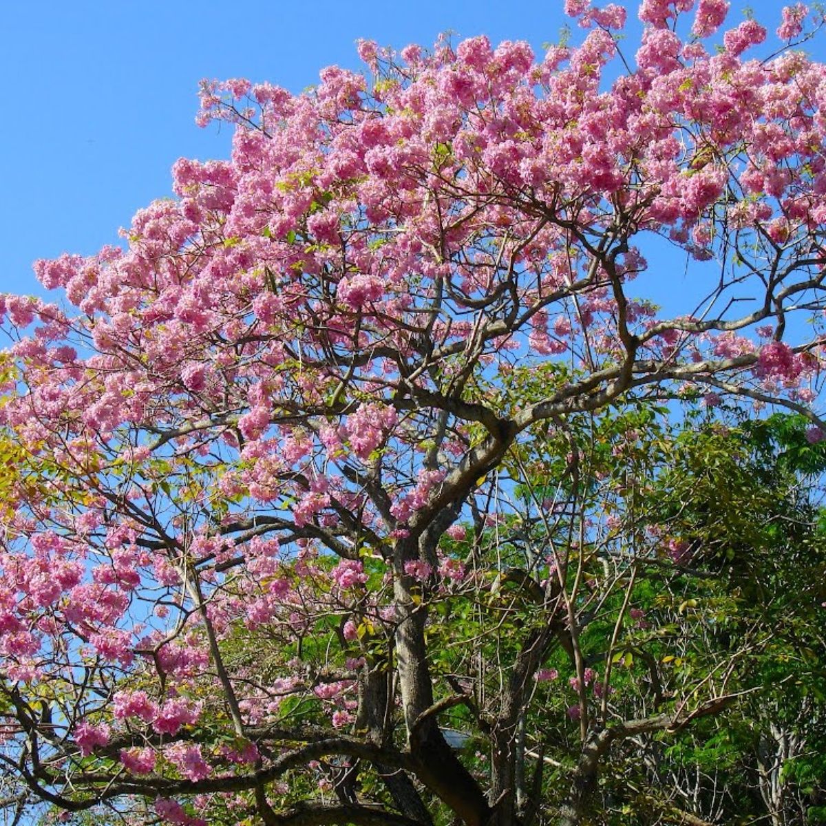 biodiversidad de Mexico