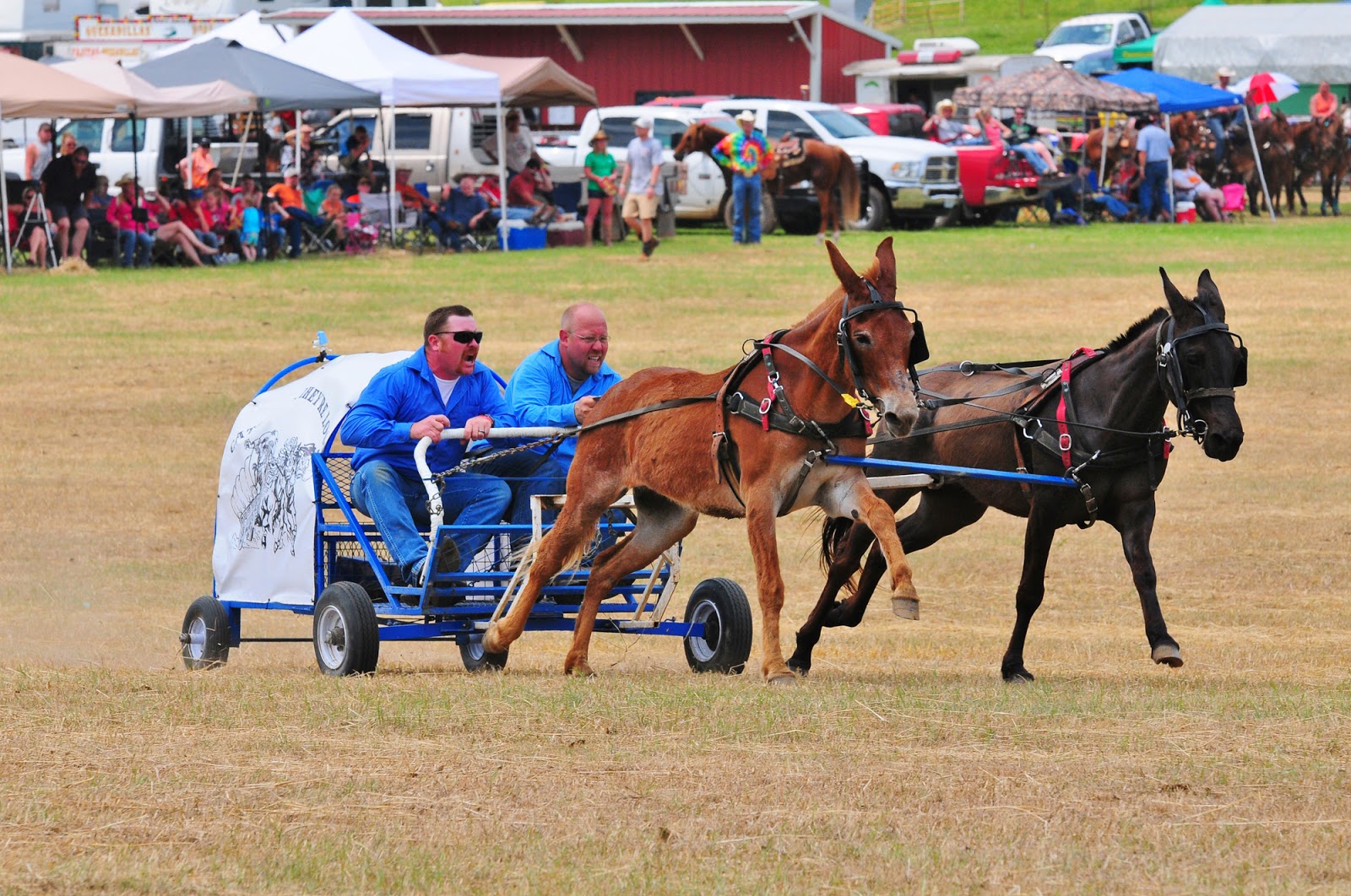 Mules and More Magazine: 10th Annual Rock Bottom Chuck Wagon Races