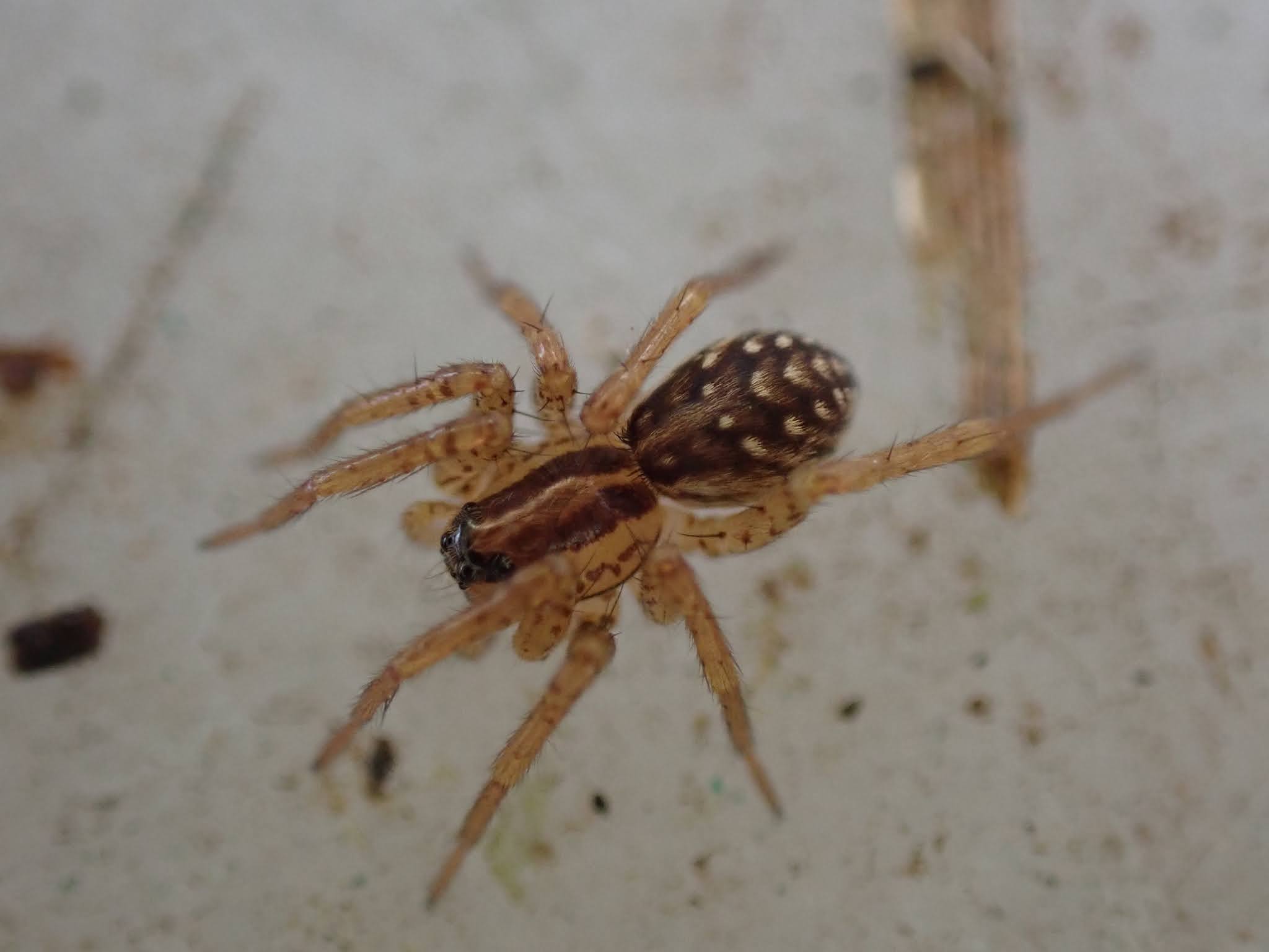 The Lyons Share: 450 spiders in a year IS possible!