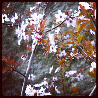 azahares azahares azahares...: noviembre 2012