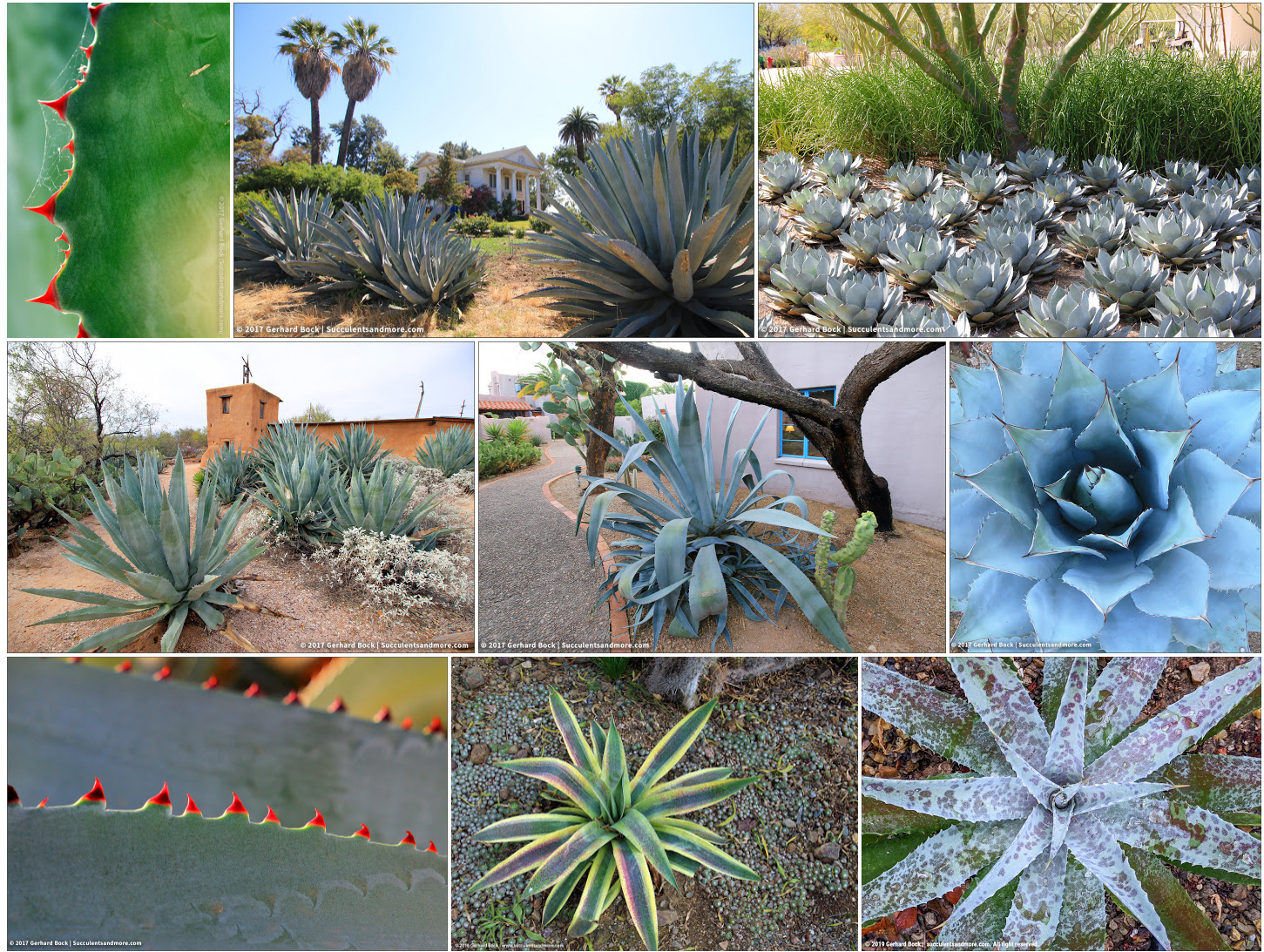 Agave photo overload