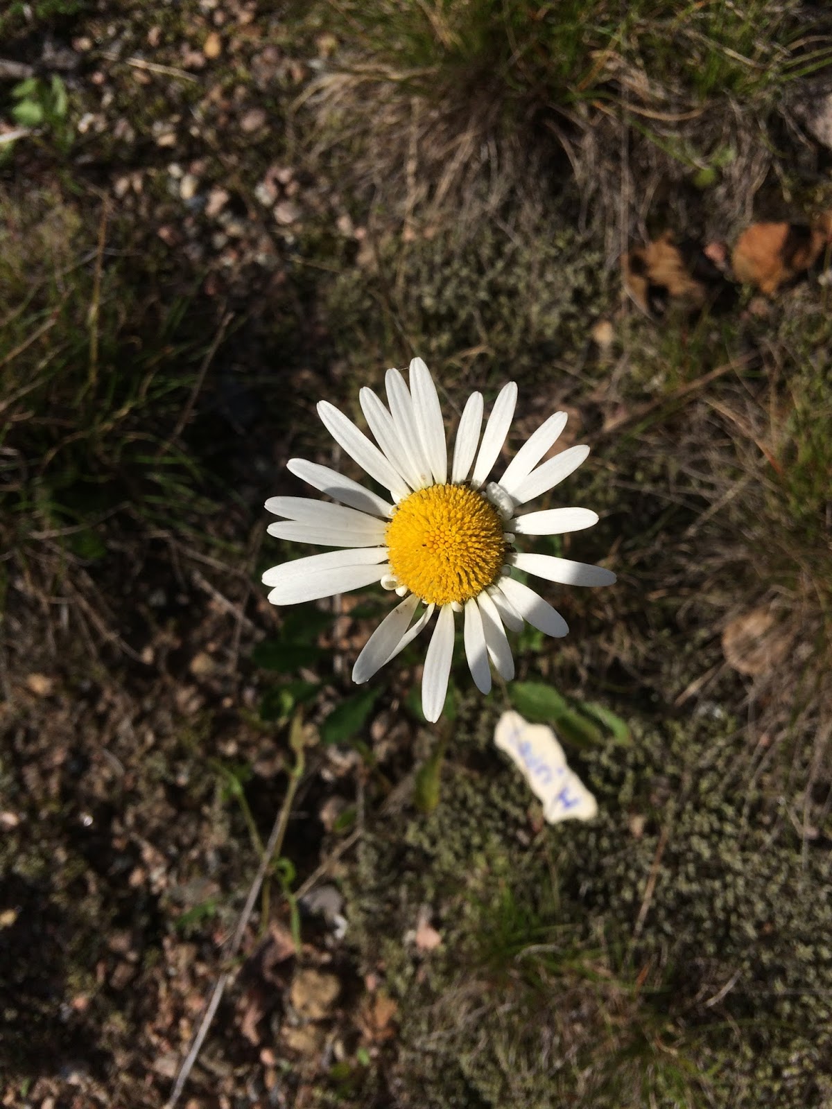Laurin kasvio: Maksaruoho, päivänkakkara, kallioimarre