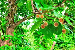 Calatagan, Batangas: Historic and Folkloric Notes about some of its ...