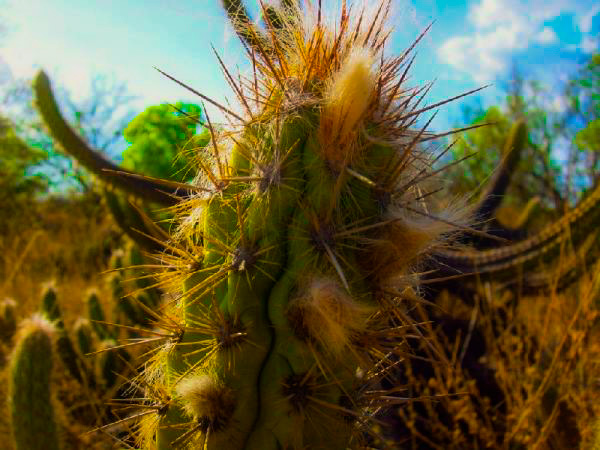 Xique-Xique: O Tesouro Espinhoso do Nordeste Brasileiro